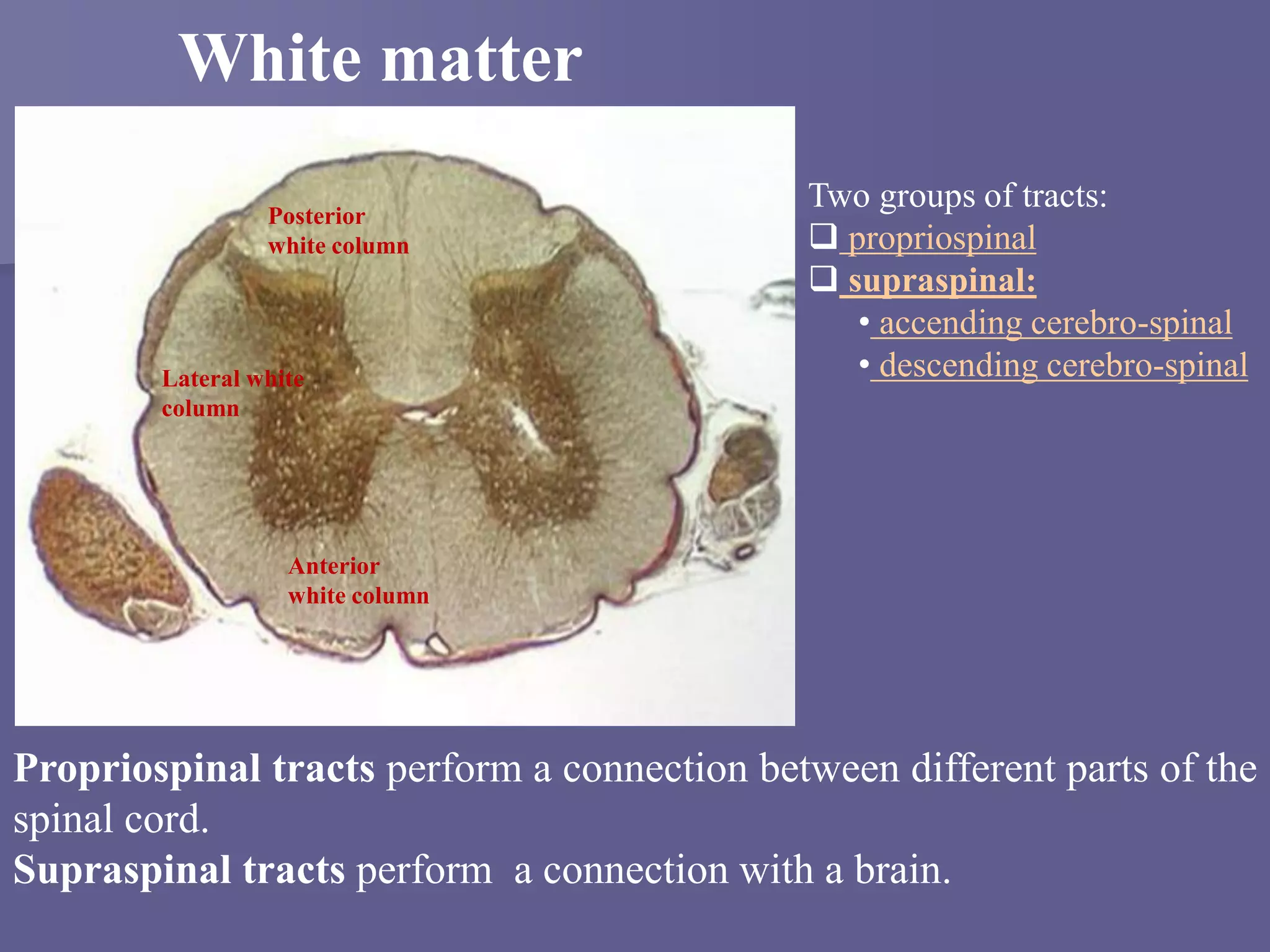 Nervous system1 | PDF