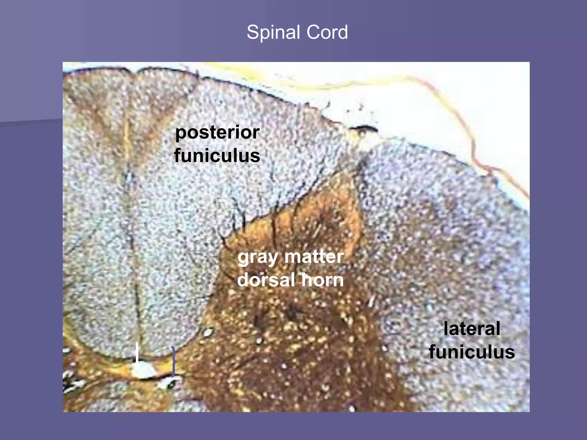 Nervous system1 | PDF