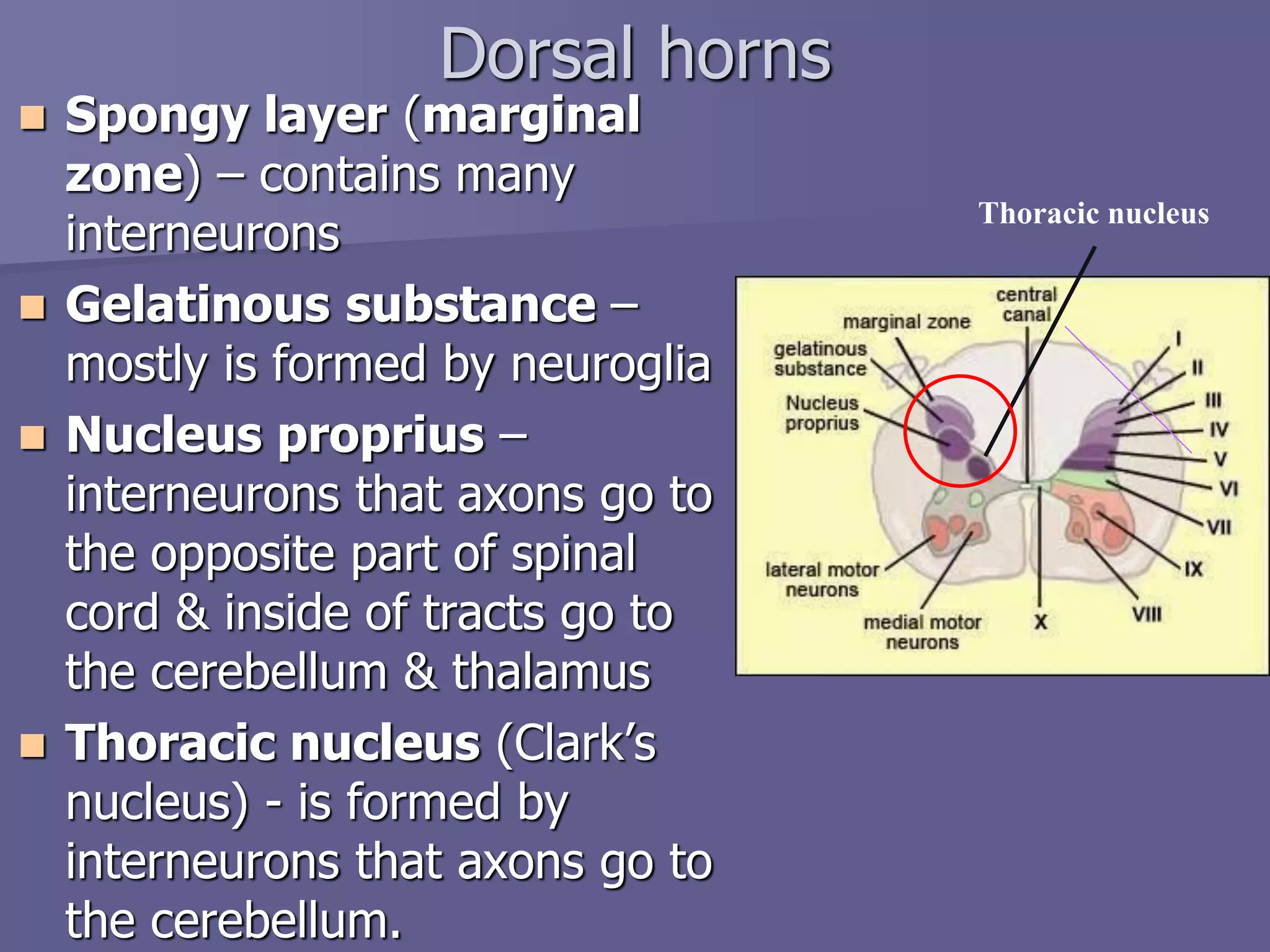 Nervous system1 | PDF