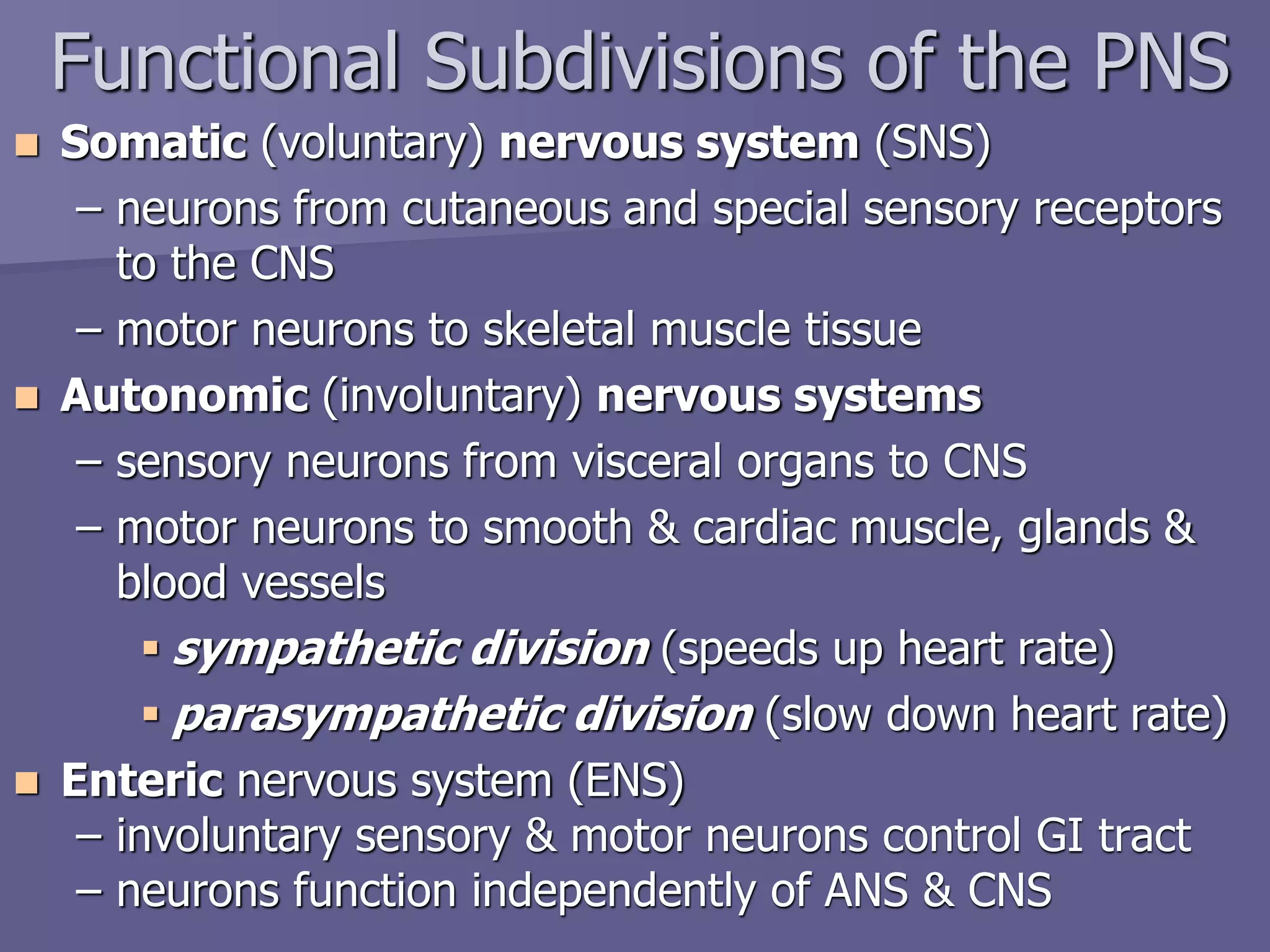 Nervous system1 | PDF