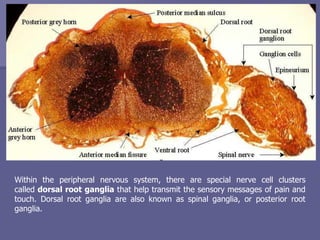 Nervous system1 | PDF