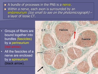 Nervous system1 | PDF