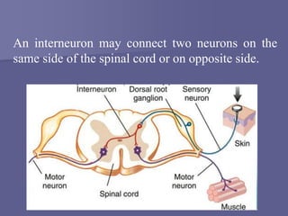 Nervous system1 | PDF