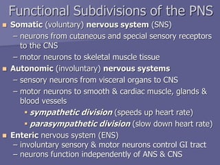 Nervous system1 | PDF