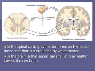 Nervous system1 | PDF
