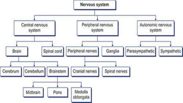 Nervous system PART 1 | PPT