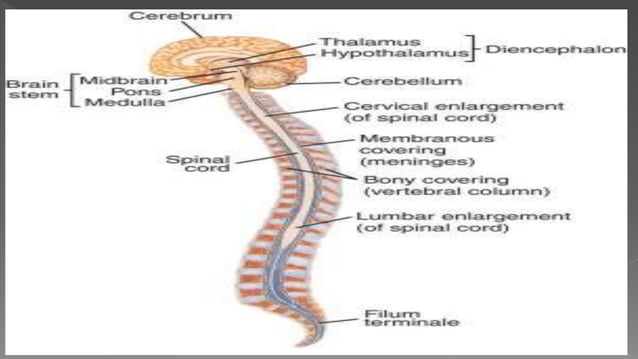 Nervous system PART 1 | PPT