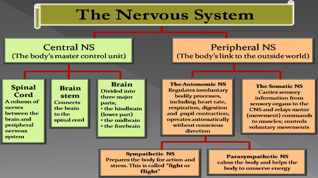 Nervous system PART 1 | PPT