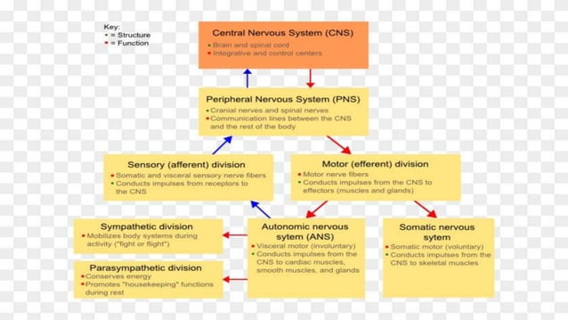 Nervous system PART 1 | PPT