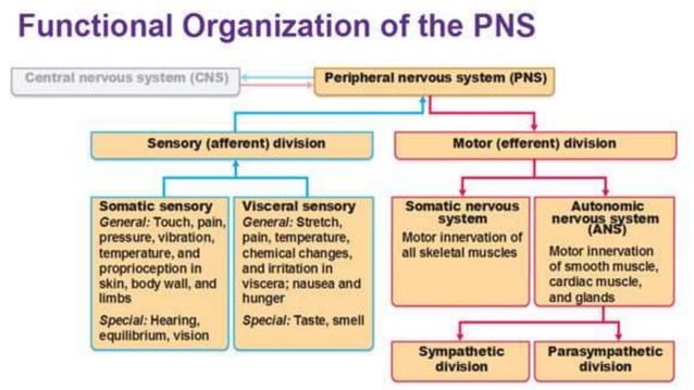 Nervous system PART 1 | PPT
