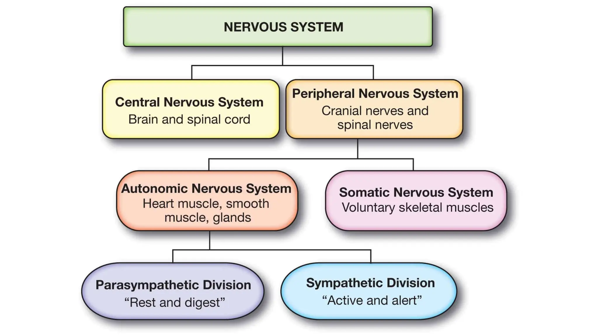 nervous system 1.pptx