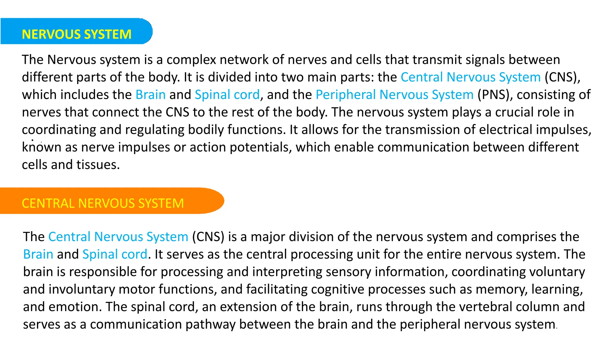 nervous system 1.pptx