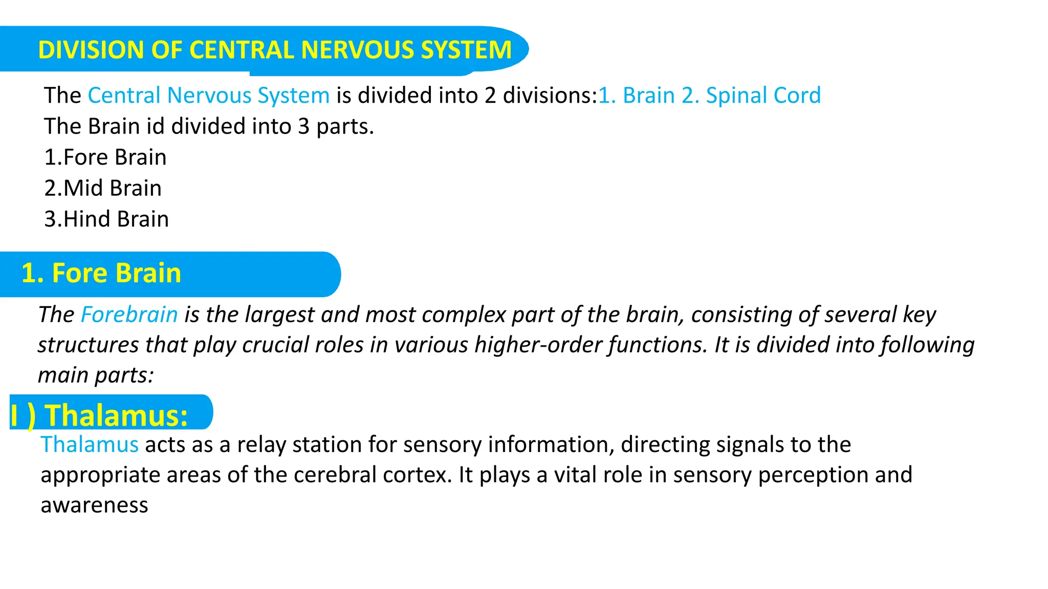 nervous system 1.pptx