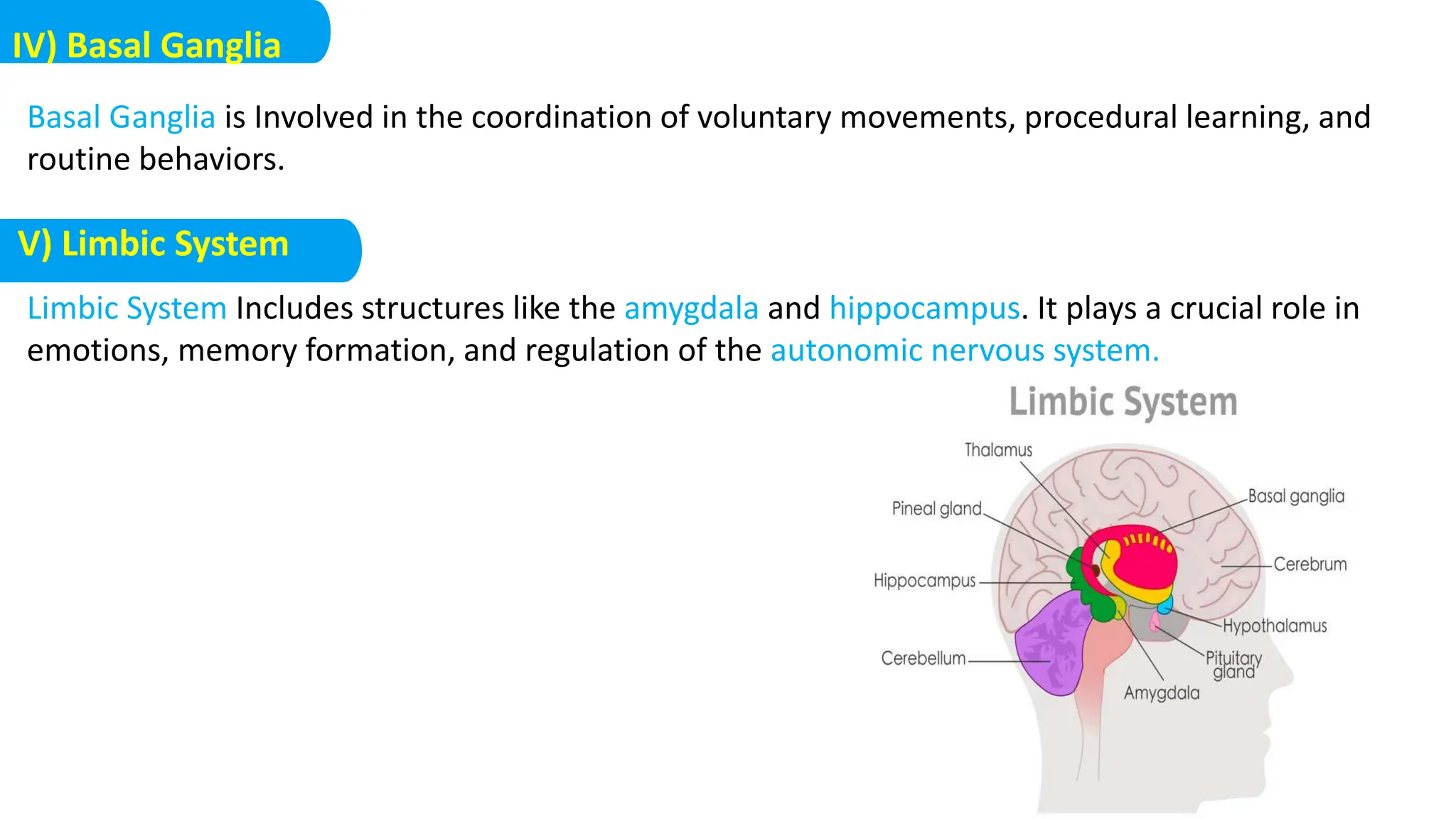 nervous system 1.pptx