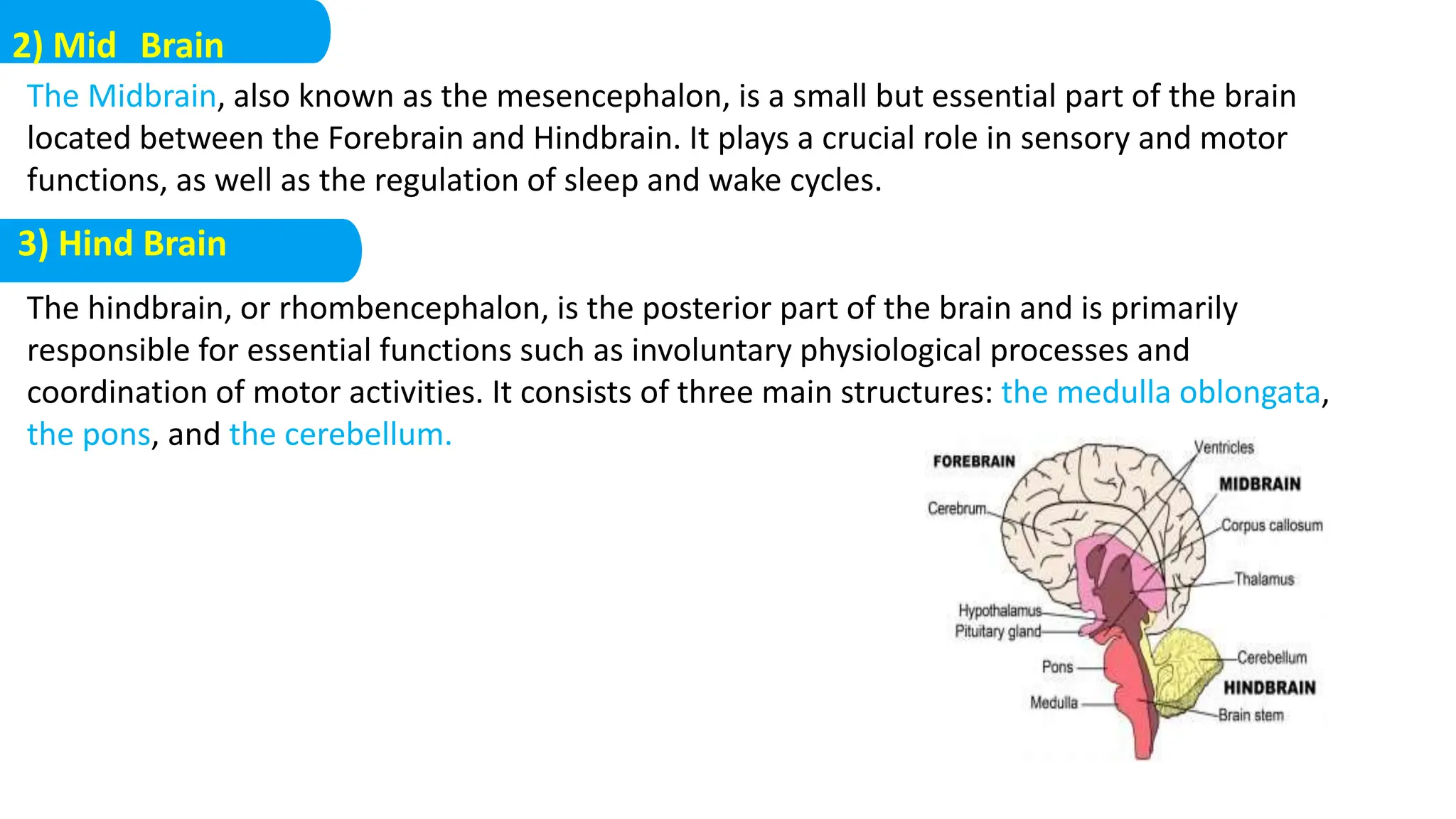nervous system 1.pptx
