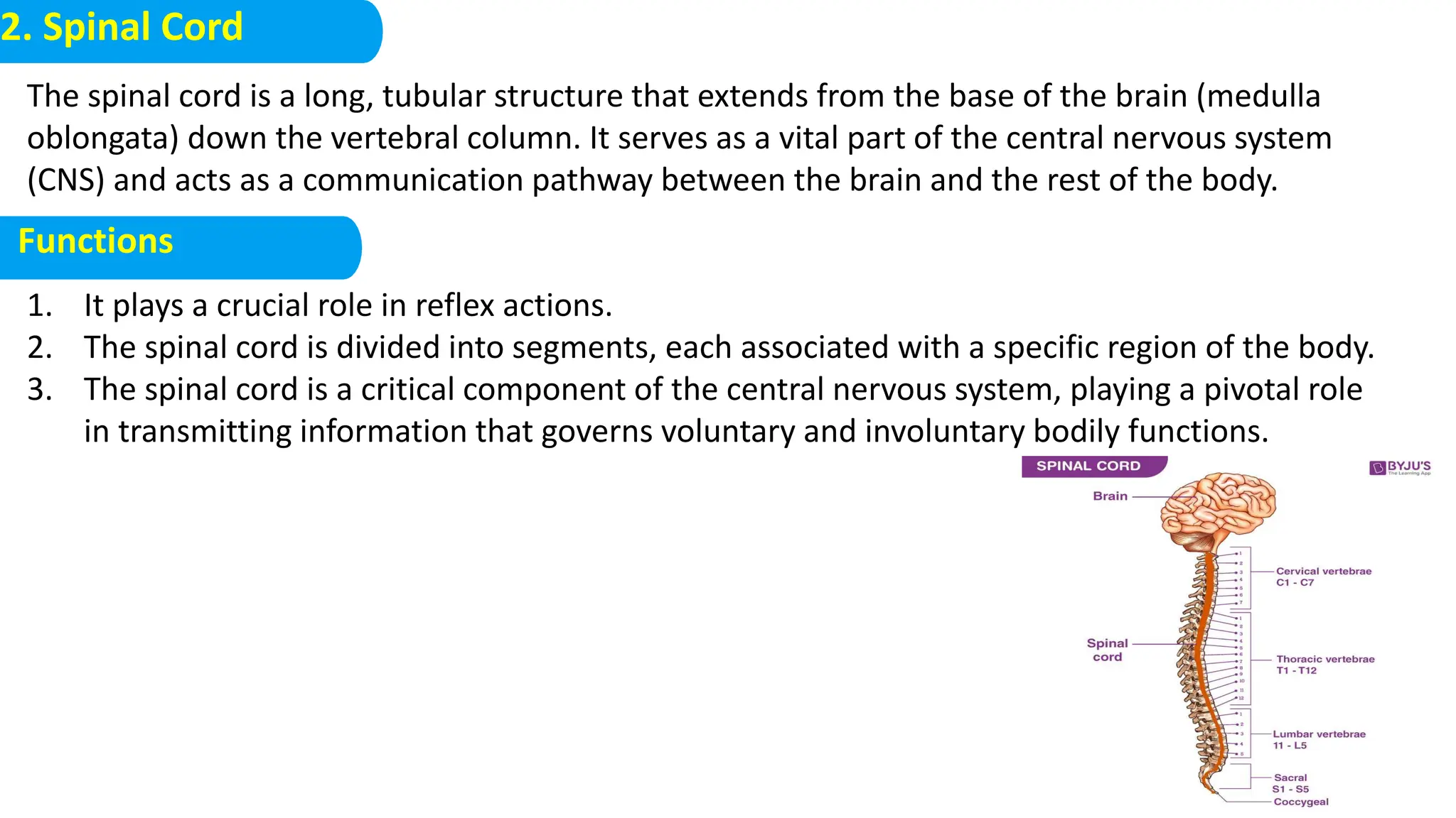 nervous system 1.pptx