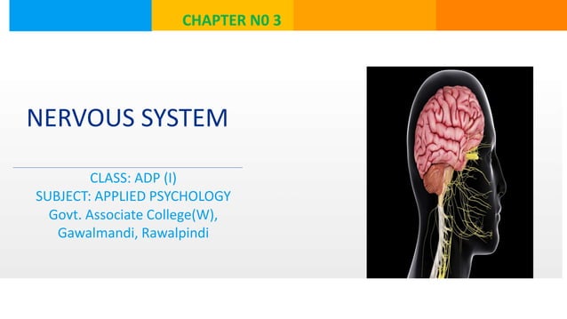 nervous system 1.pptx