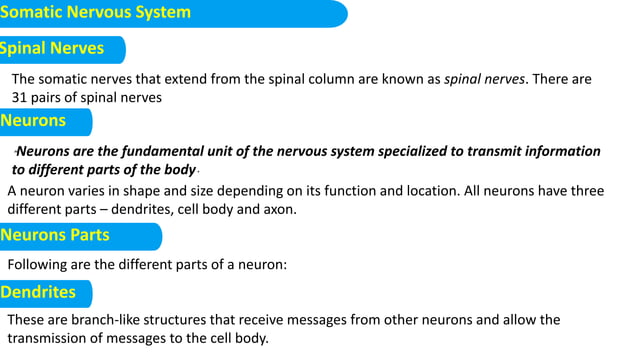 nervous system 1.pptx