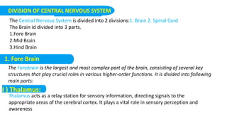 nervous system 1.pptx