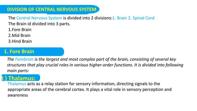 nervous system 1.pptx