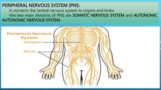 NERVOUSSYSTEM (1).pptx