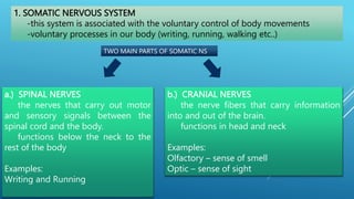 NERVOUSSYSTEM (1).pptx