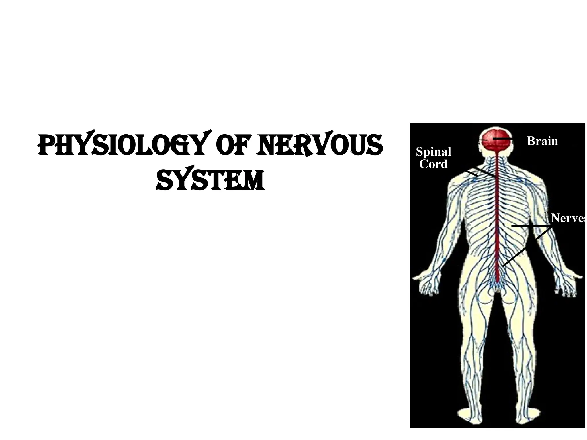 Comprehensive Overview of the Nervous System and Its Functions | PPT