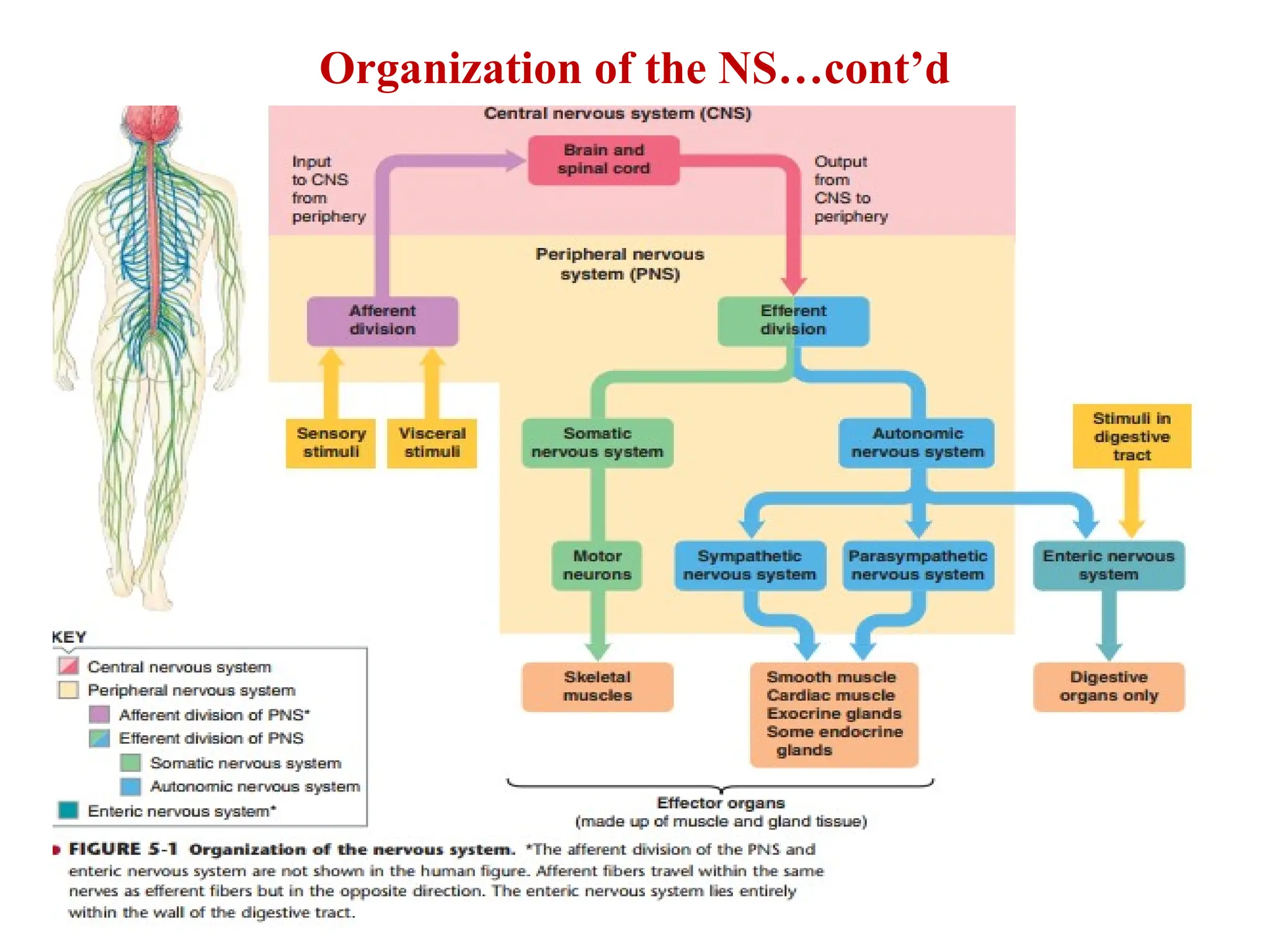 Comprehensive Overview of the Nervous System and Its Functions | PPT
