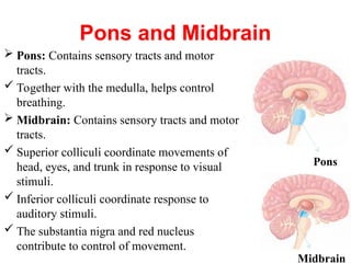 Comprehensive Overview of the Nervous System and Its Functions | PPT