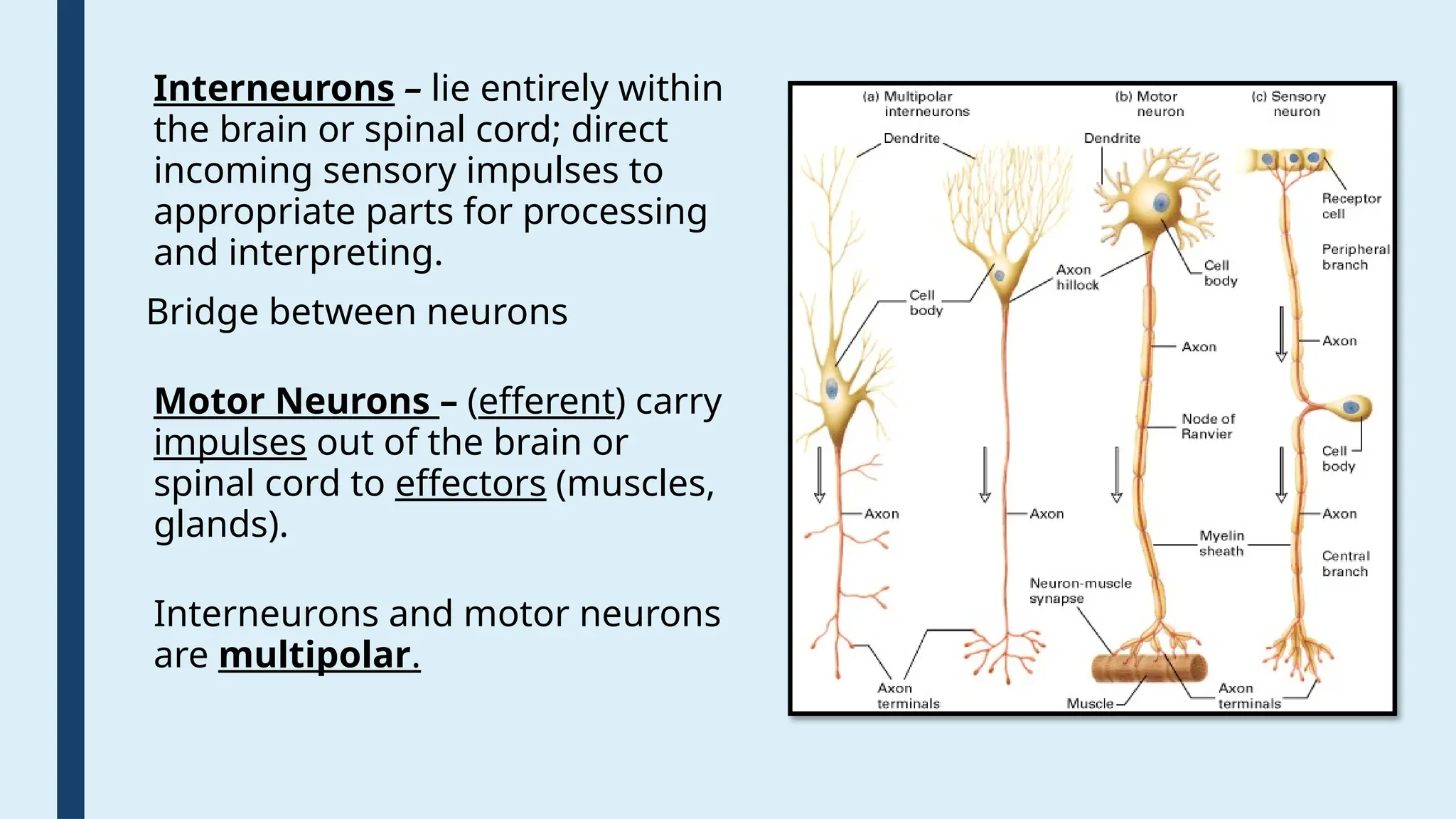 nervous system classification of neurons, classification of nervous ...