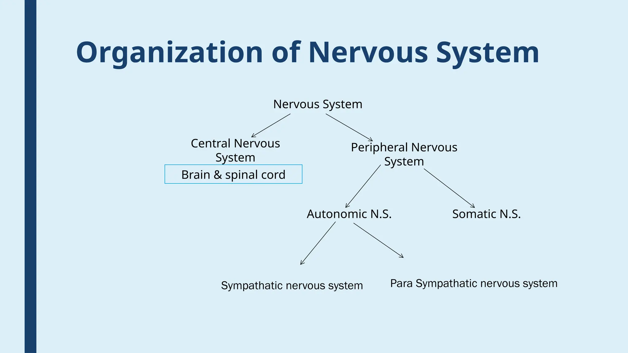 nervous system classification of neurons, classification of nervous ...