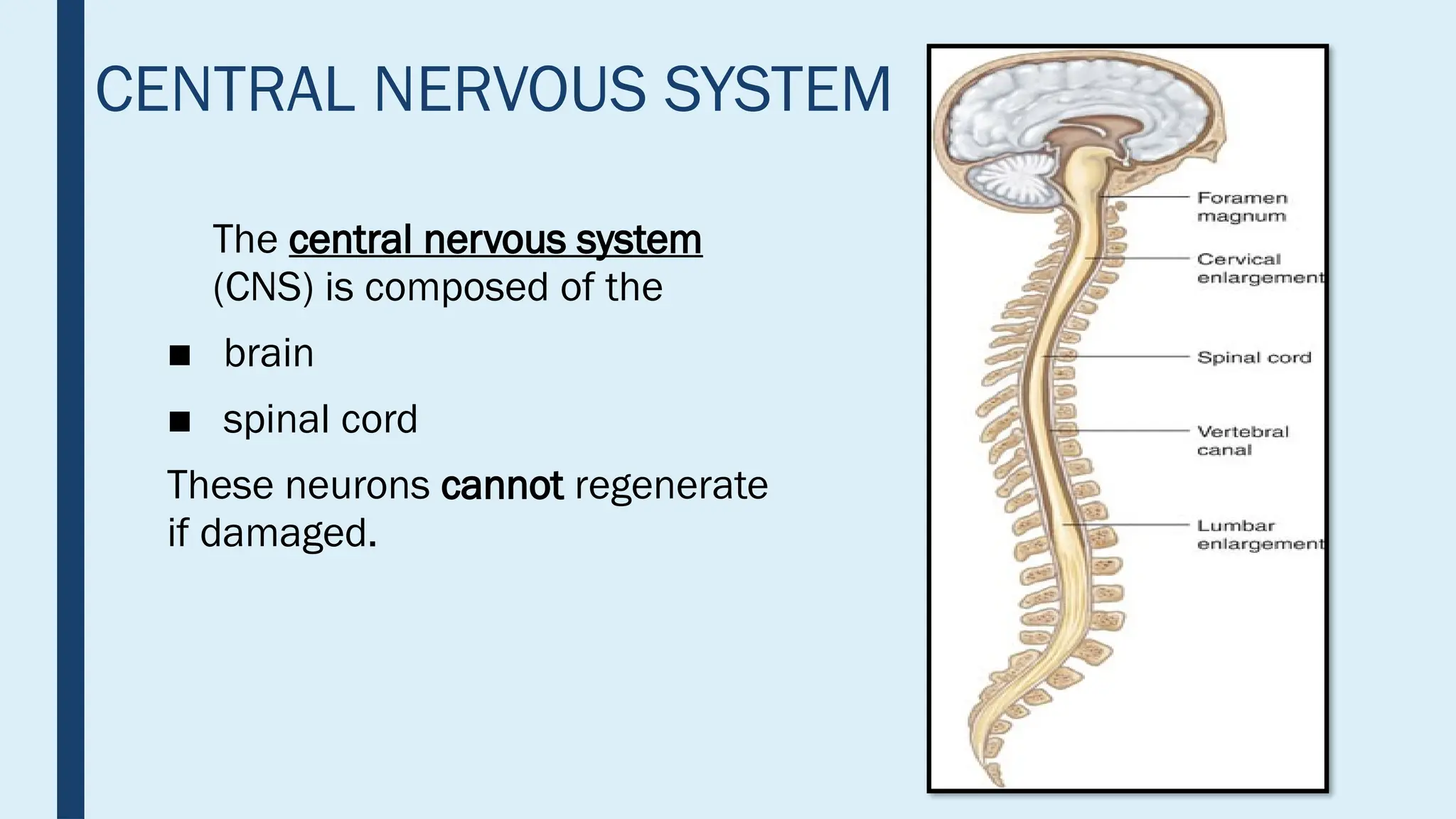 nervous system classification of neurons, classification of nervous ...