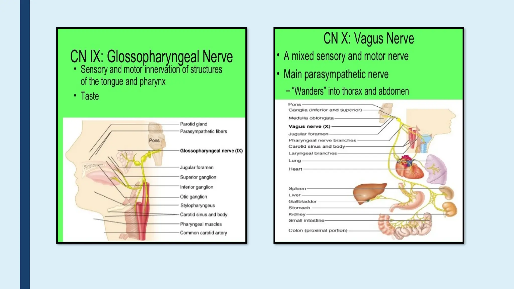 nervous system classification of neurons, classification of nervous ...