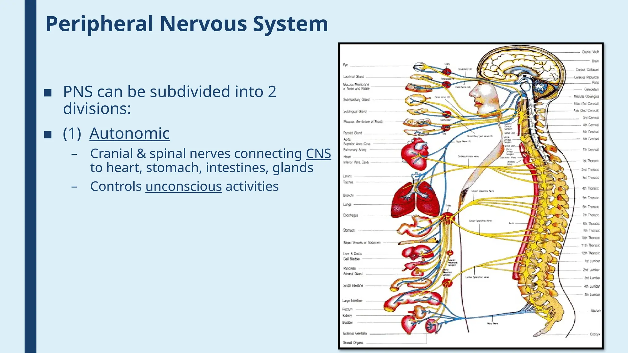nervous system classification of neurons, classification of nervous ...