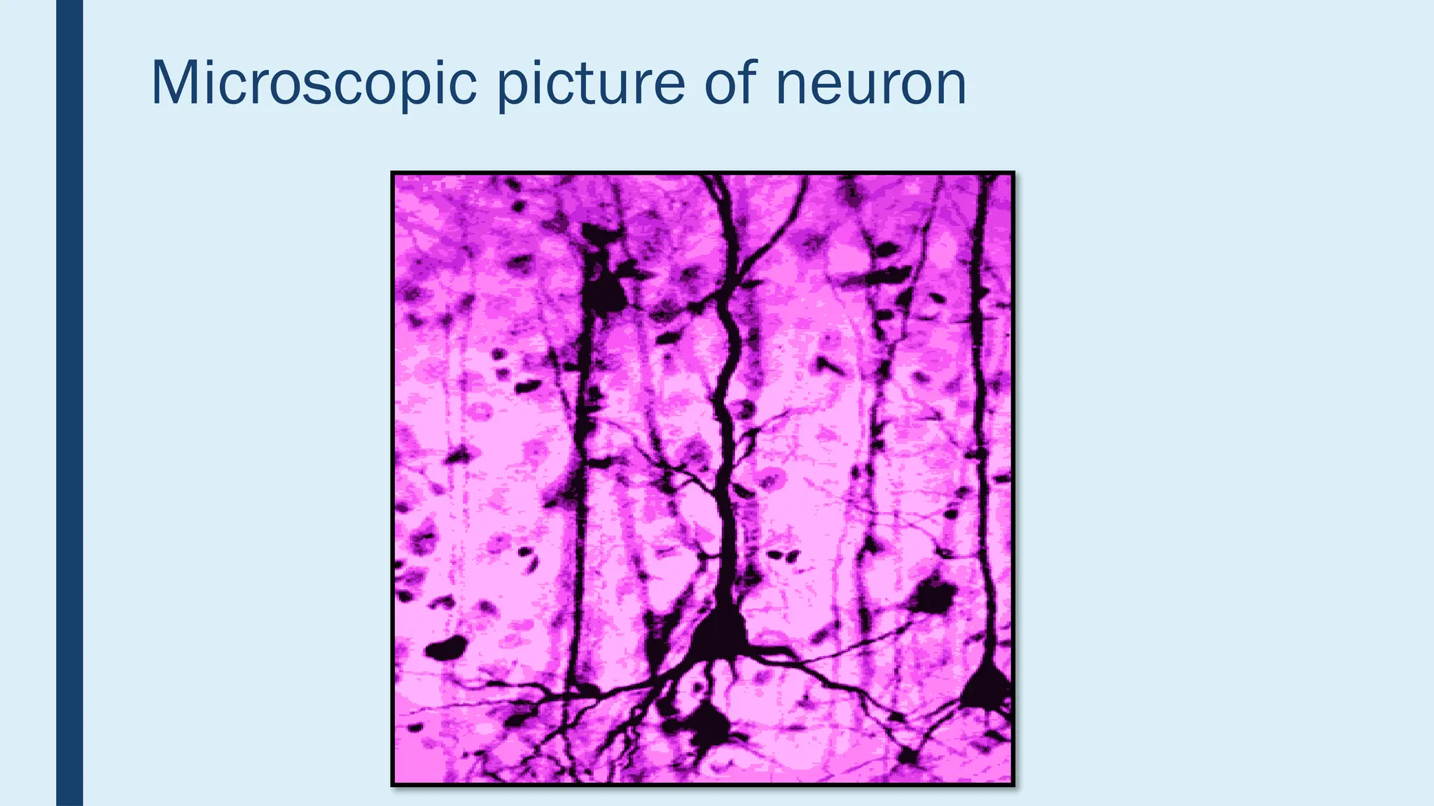 nervous system classification of neurons, classification of nervous ...