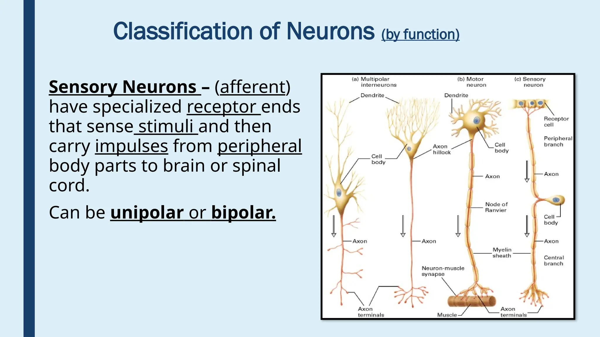 nervous system classification of neurons, classification of nervous ...