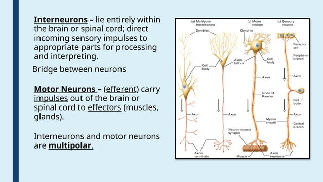 nervous system classification of neurons, classification of nervous ...
