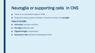 nervous system classification of neurons, classification of nervous ...