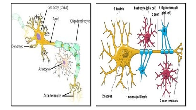 nervous system classification of neurons, classification of nervous ...