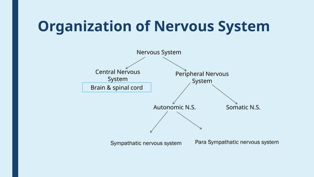 nervous system classification of neurons, classification of nervous ...