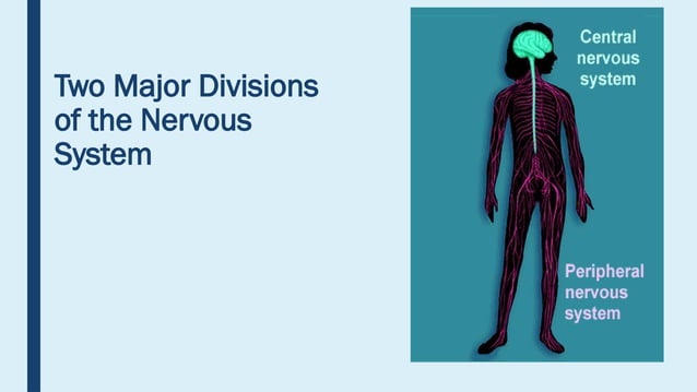 nervous system classification of neurons, classification of nervous ...