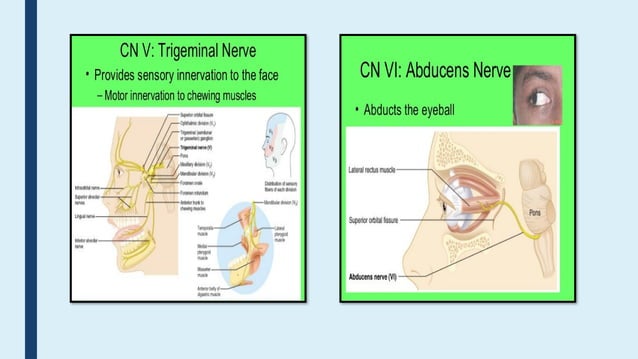 nervous system classification of neurons, classification of nervous ...