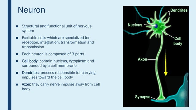 nervous system classification of neurons, classification of nervous system, and its different ...