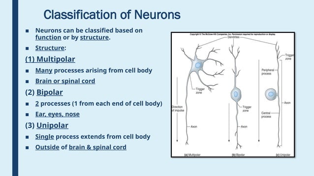 nervous system classification of neurons, classification of nervous system, and its different ...