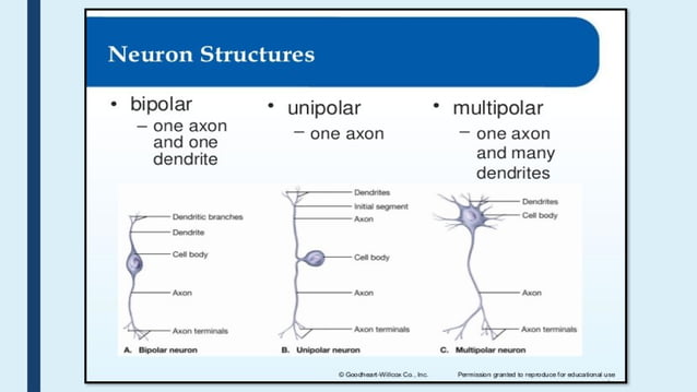 nervous system classification of neurons, classification of nervous ...
