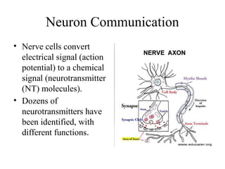 general organization of nervous system - | PPTX