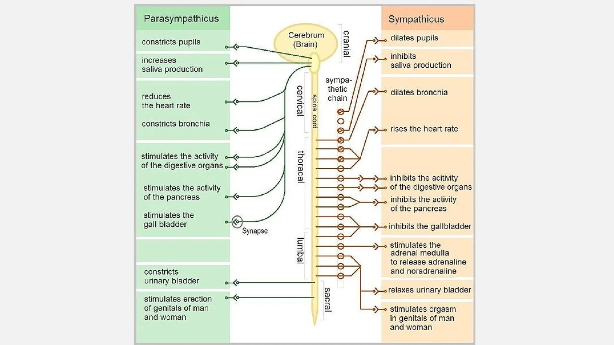 NERVOUS SYSTEM11 by Gulshan athbhaiya.pptx