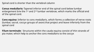 NERVOUS SYSTEM11 by Gulshan athbhaiya.pptx