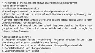 NERVOUS SYSTEM11 by Gulshan athbhaiya.pptx