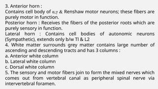 NERVOUS SYSTEM11 by Gulshan athbhaiya.pptx